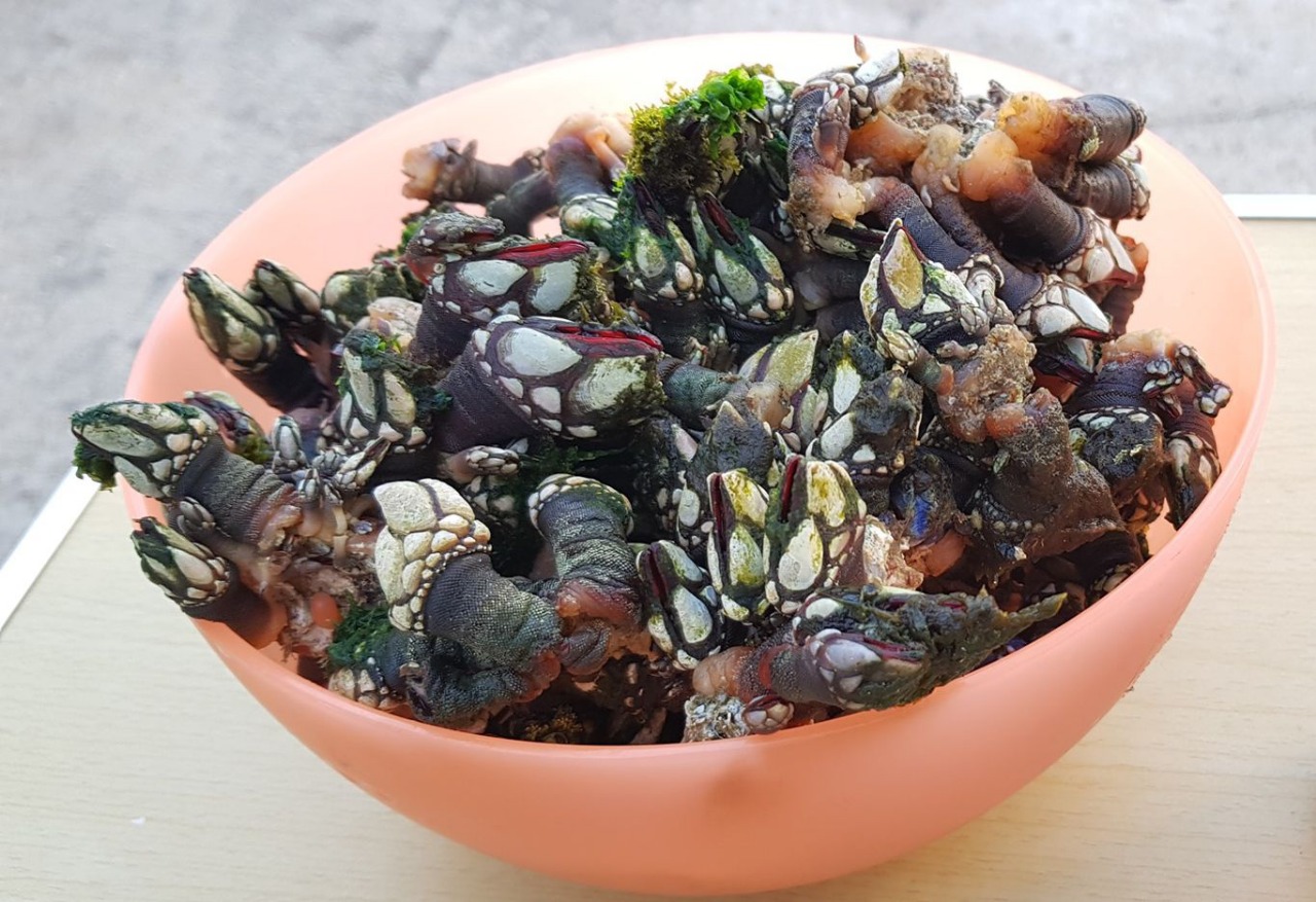 Receita de Perceves ou Percebes cozidos - Gastronomias